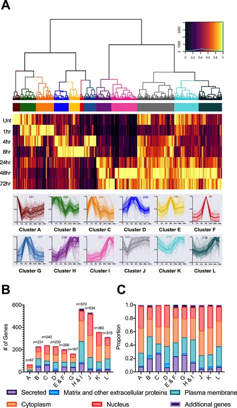 Longitudinal Transcriptomic Profiling In Carrageenan Induced Rat Hind