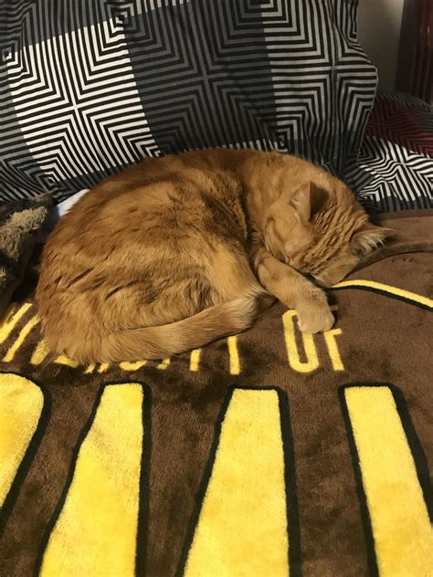 Cute Roxy R Cutecats