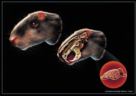 Gigantic Prehistoric Rat The Size Of A Human Once Walked The Amazon