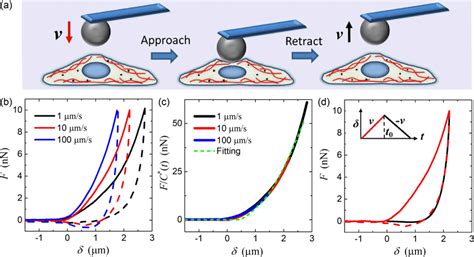 Cellular Indentation Force Reveals A Speed Dependence And Hysteresis
