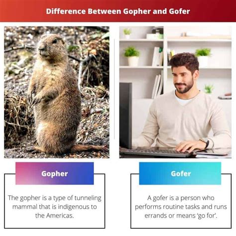 Gopher Vs Gofer Sự Khác Biệt Và So Sánh