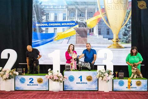 Cocker Spaniel Englez Bucuresti Sectorul 1 • Olxro