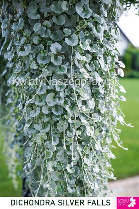 Dichondra Silver Falls Kwiaty Naszego Taty