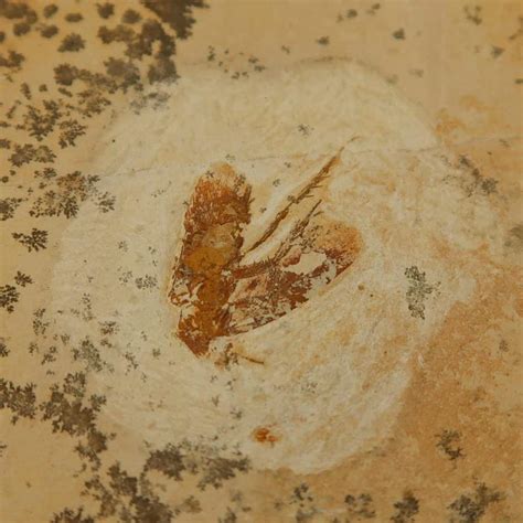 Cockroach Fossil Specimens Buy Insect Fossils Online Uk Shop