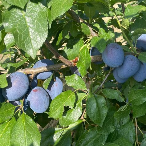 Julika ™ Hoh 8679 S Gräb Gbr Gehölze Und Obstbau