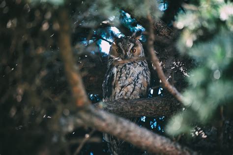 Andrei Ciobotea Consultantul F64 și Fotografia De Natură F64 Blog