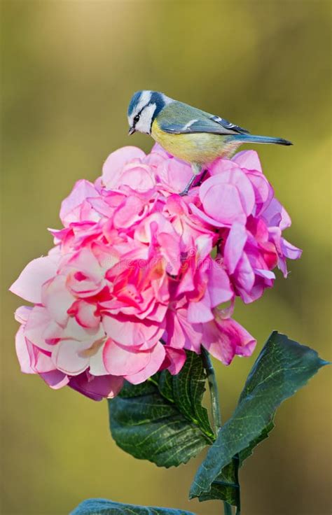 Blue Tit Stock Image Image Of Ground Beauty Close 28155647
