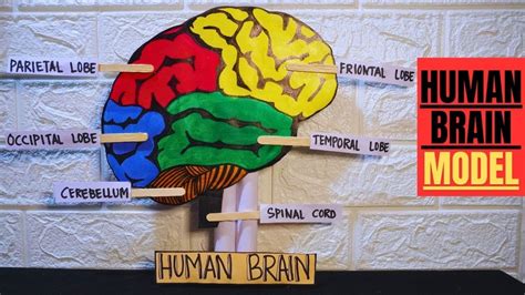 How To Make A Human Brain Model Brain Section Model Brain Model