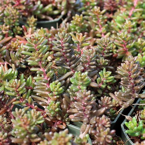 Sedum For Sale Stonecrop Ground Cover Stonecrop