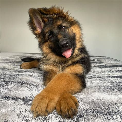 Is The Furminator Bad For German Shepherds At Lola Logan Blog
