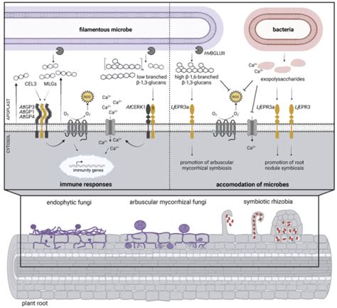 β Glucan Binding Proteins Are Key Modulato