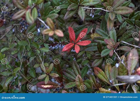 Red Leaf In A Bush Seen Up Close Stock Image Image Of Growing Leaf