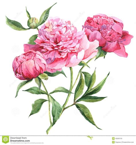 Peony Illustration