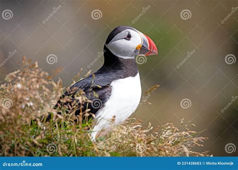 The Atlantic Puffin Lives On The Ocean And Comes For Nesting And