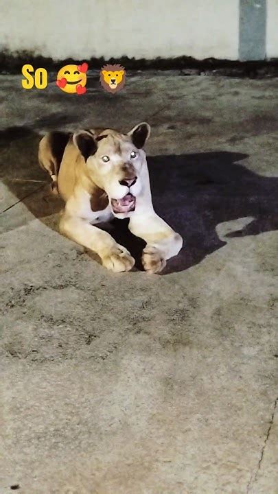 So Cute Loines😱😍😴 Dance Marinet Edit Marrinette Marinette