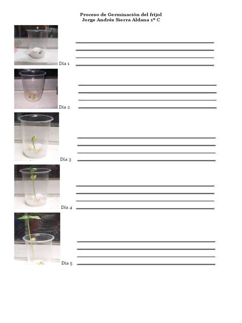 Proceso De Germinación Del Fríjol Pdf