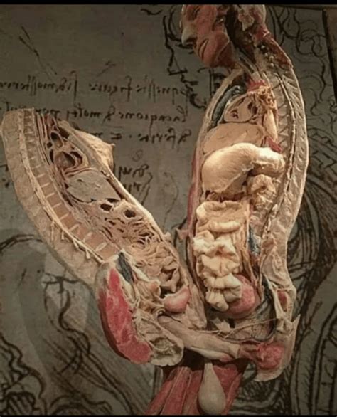 Copulation Là Gì Tìm Hiểu Ví Dụ Câu Tiếng Anh Và Cách Sử Dụng Từ