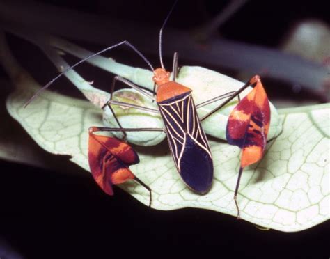 Tropical Leaf Footed Insect Bugs And Insects Beautiful Bugs Bugs