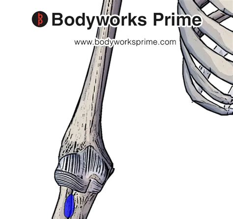 Radial Tuberosity Biceps