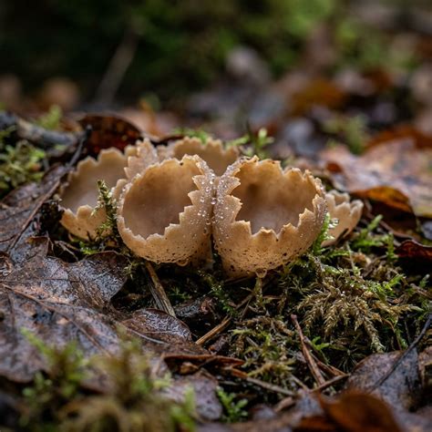 Tarzetta Catinus Mushroom Identification Habitat And Uses