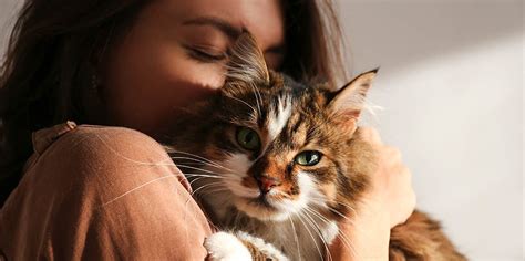 How Dna Testing May Help Save Your Cats Life Yourtango