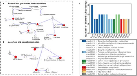 A The Pentose And Glucuronate Interconversion Pathway Is Controlled