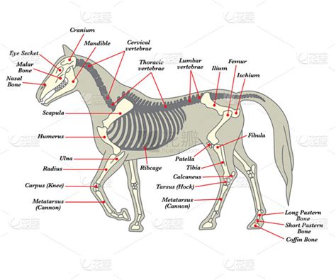 人类骨架马反差骨骼分离着色白色宠物生物学自然骷髅图