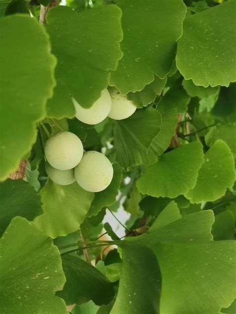 家族系统排列 的工作方式是怎样的 知乎