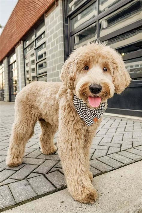 Teddy Bear Cut Goldendoodle And 5 More Fun Hairstyles Tips