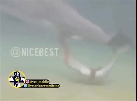 زایمان دلفین