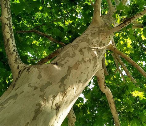 Sycamore Tree Seedlings For Planting Live Tree Seedling