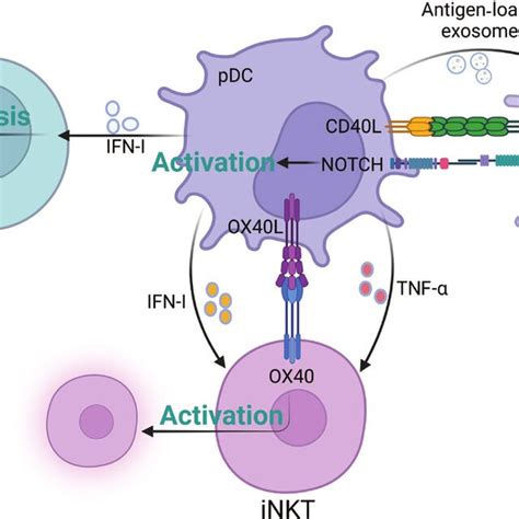 Plasmacytoid Dendritic Cell Pdc Innate Lymphoid Cell Ilc Download Scientific Diagram