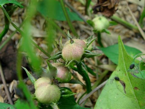 Ipomoea Lacunosa L