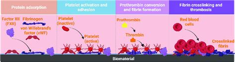 Schematic Showing Different Steps Of Thrombosis On A Biomaterial
