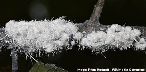 Woolly Aphids How To Control And Treat Woolly Aphids