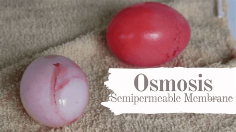 Osmosis Experiment Semipermeable Membrane At Neil Hanneman Blog