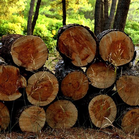 Salvaging Timber Landowner Dos And Donts Publications Agrilife Learn