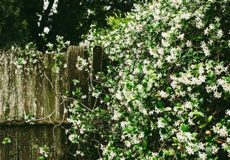 The Ultimate Guide To Growing Caring For And Using Climbing Jasmine