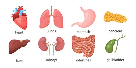 Internal Organs Of The Body