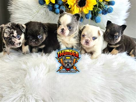 Southern Class Kennels We Found The Gold At The End Of The Rainbow🌈🍀 I Wore My Green And The