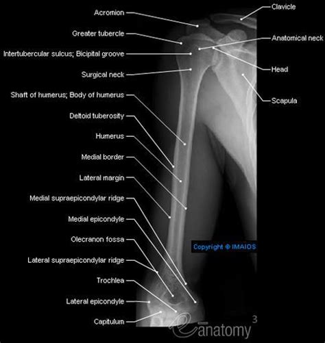 Shoulder X Ray With Labels Understanding Pns Views In X Ray Humerus