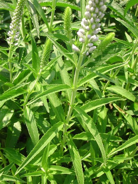 Veronica Lonolia Long Leaved Speedwell Go Botany