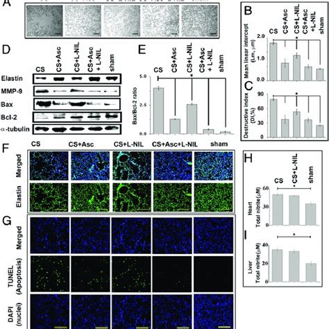 Right Ventricular Remodeling In Ami Panel A Shows Cross Section Of The