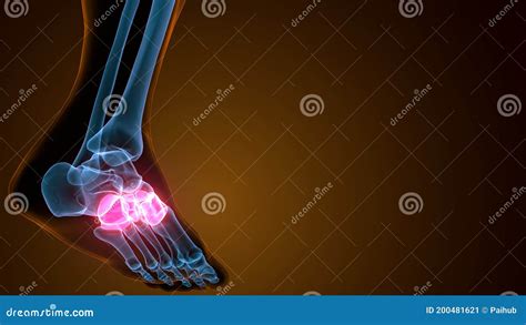 The Medial Cuneiform Bone Royalty Free Illustration