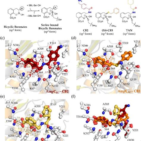 Microbiology Analyses With Vaborbactam Vab Taniborbactam Tan Download Scientific Diagram