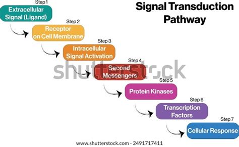 Signal Transduction Pathway Flowchart Decoding Cellular Stock Vector