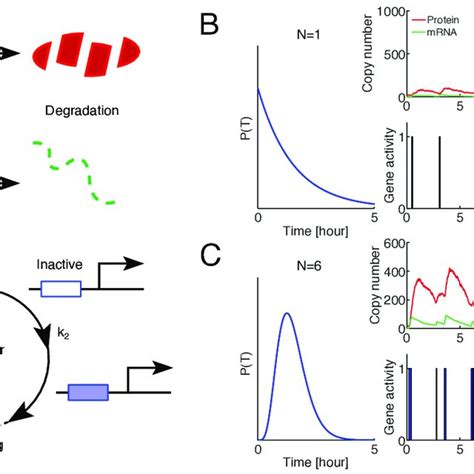 1 The Promoter Cycle As A Generic Stochastic Gene Expression Model To