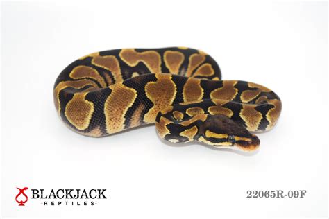 Yellow Belly Het Desert Ghost Het Hypo Ball Python By Blackjack