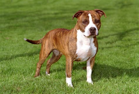 American Staffordshire Terrier