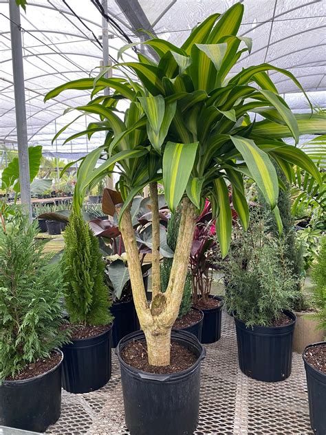 Dracaena Massangeana Mass Cane Stump Form Corn Plantn Eureka Farms